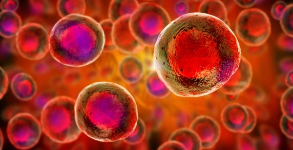 Eixo Netrina-1-Neogenina regula quiescência das células estaminais ...